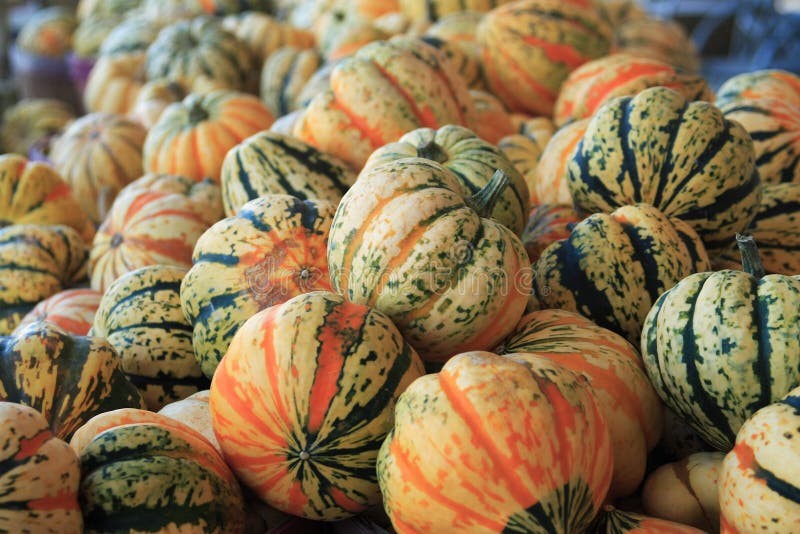 Squash stock photo. Image of background, season, bushel - 1502528