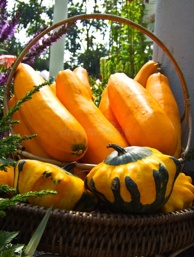 Squash stock photo. Image of detail, organic, seasonal - 19984934