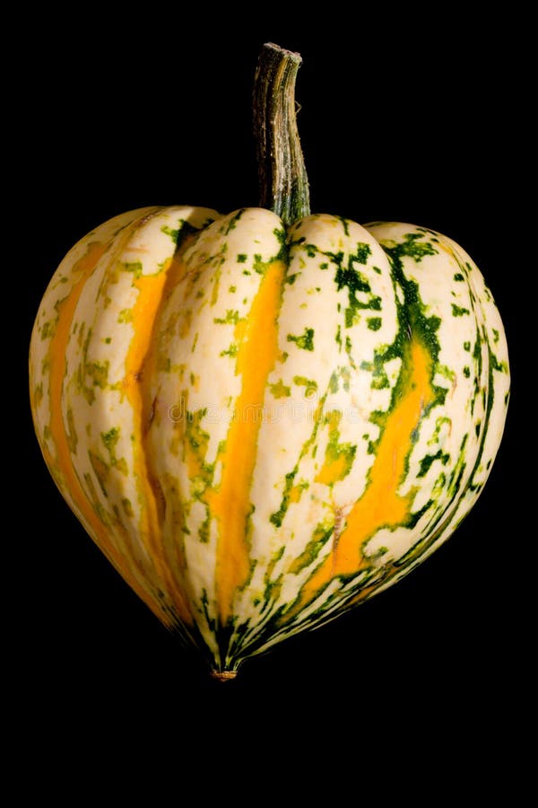 Squash stock photo. Image of produce, gourd, autumn, harvest - 1119242