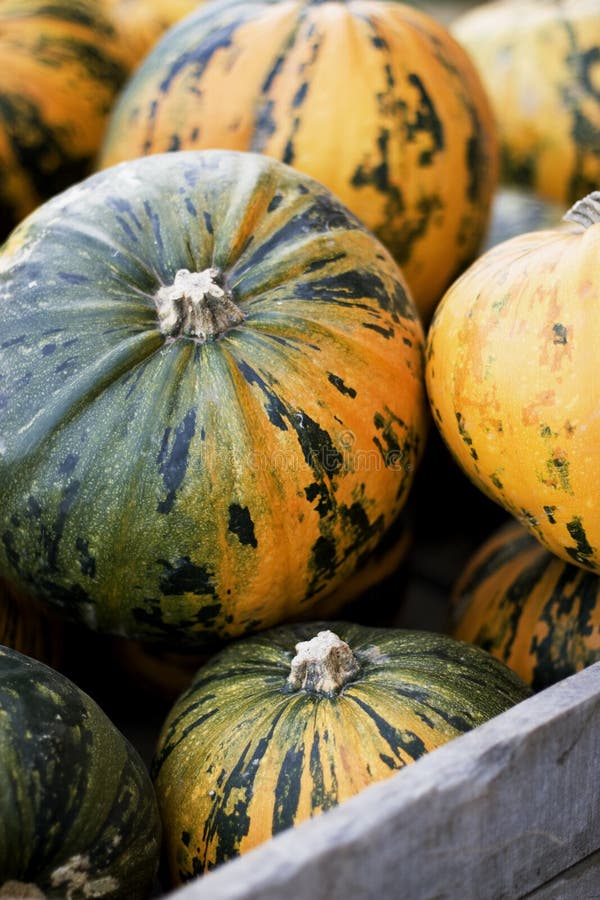 Squash Picture. Image: 8471375