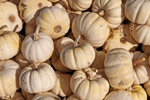 Squash Baby Boo stock photo. Image of fine, soup, deli - 21498696