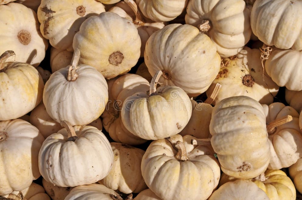 Squash Baby Boo stock photo. Image of fine, soup, deli - 21498696