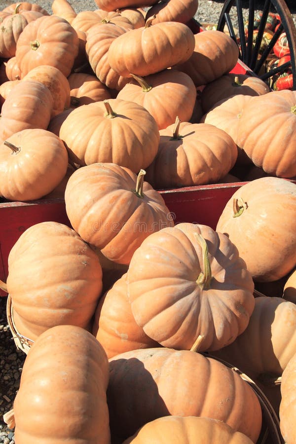 Squash Background stock image. Image of stem, bushel, farm - 1306545