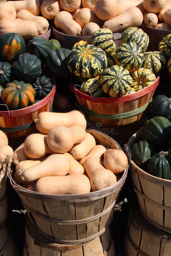 Squash Background stock photo. Image of farm, season, halloween - 6487470