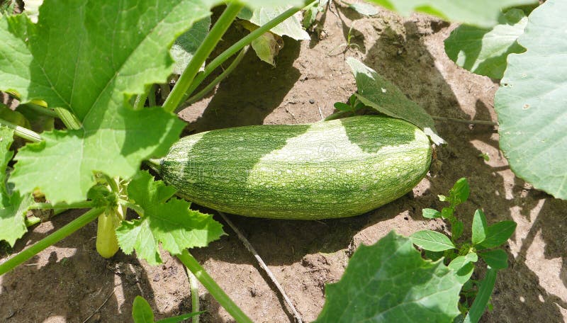 Squash on bed stock photo. Image of rural, gardening - 75838718