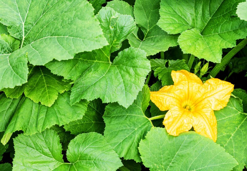 Squash Blooms in the Garden in Summer Stock Photo - Image of closeup ...
