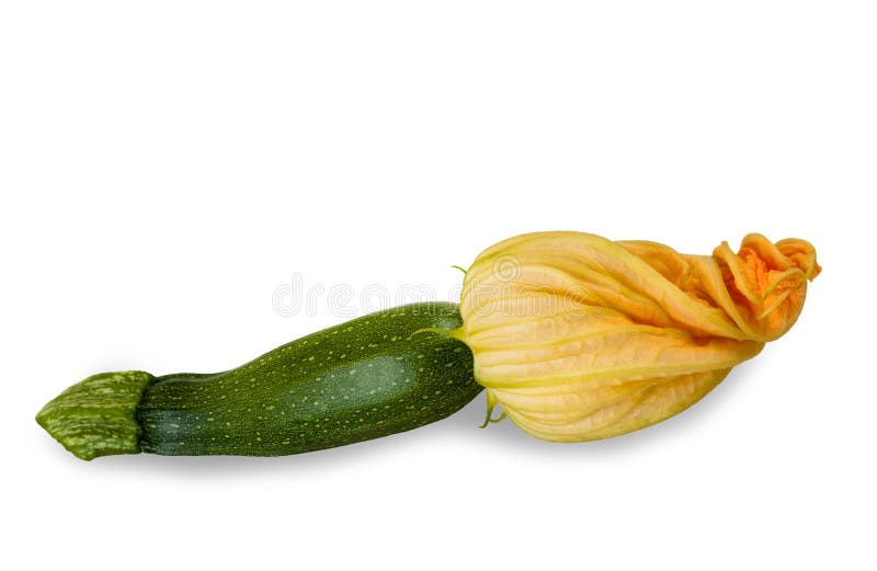 Squash blossom stock photo. Image of food, courgette - 137213780