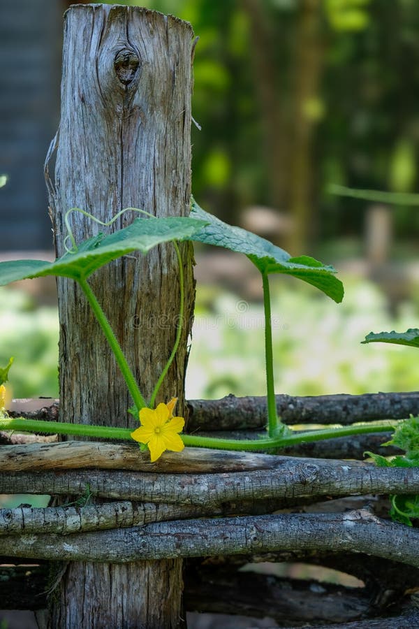 Squash Blossom and Vintage Fence Post with Heart Shaped Stem Stock ...