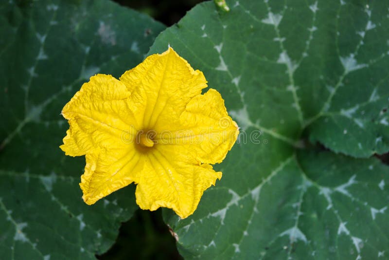 Squash blossoms stock photo. Image of natural, closeup - 156470392