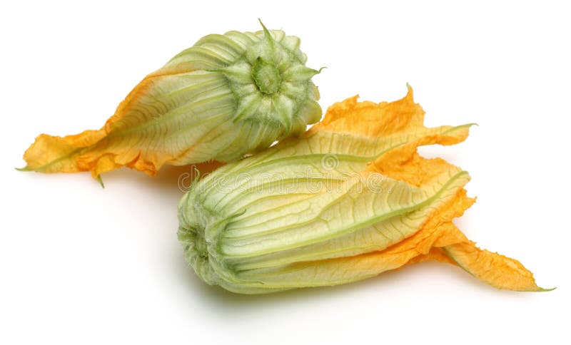 Squash Blossoms Isolated on White Stock Photo - Image of freshness ...
