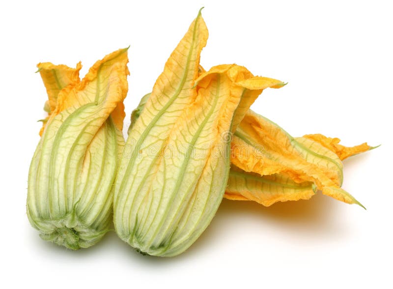 Squash Blossoms on White Background Stock Photo - Image of vegetable ...