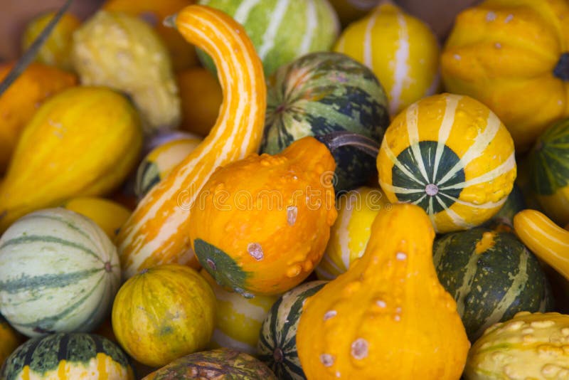 Squash in a bucket stock image. Image of decoration, bright - 27256379