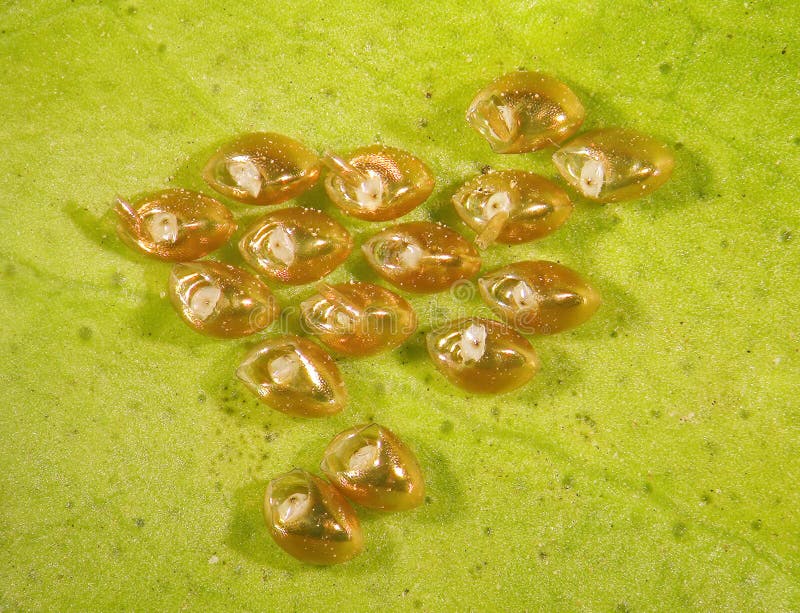 Squash Bug Egg Mass on Vegetable Leaf Stock Image - Image of predator ...