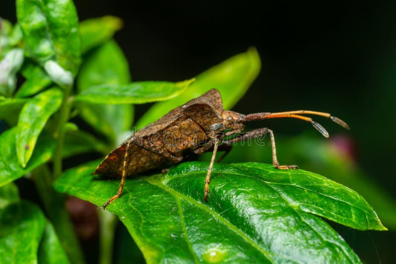 Squash Bug Coreus Marginatus. Dock Bug Coreus Marginatus on a Green ...