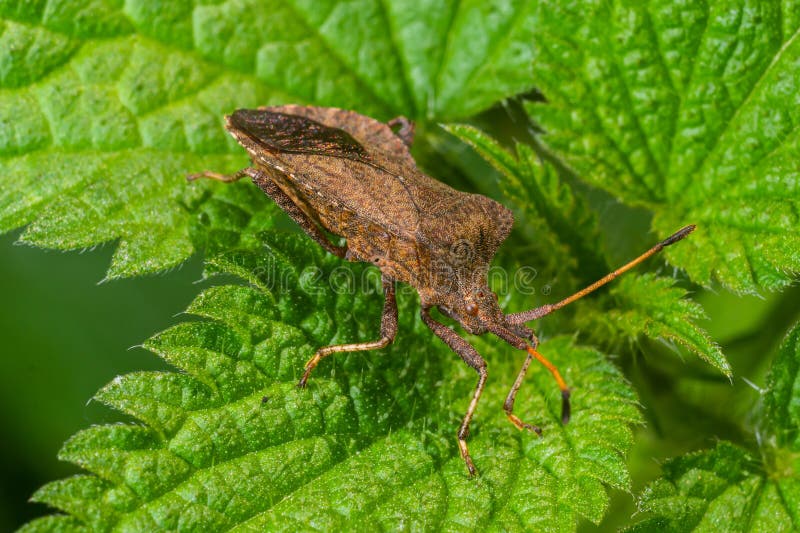 Squash Bug Coreus Marginatus. Dock Bug Coreus Marginatus on a Green ...