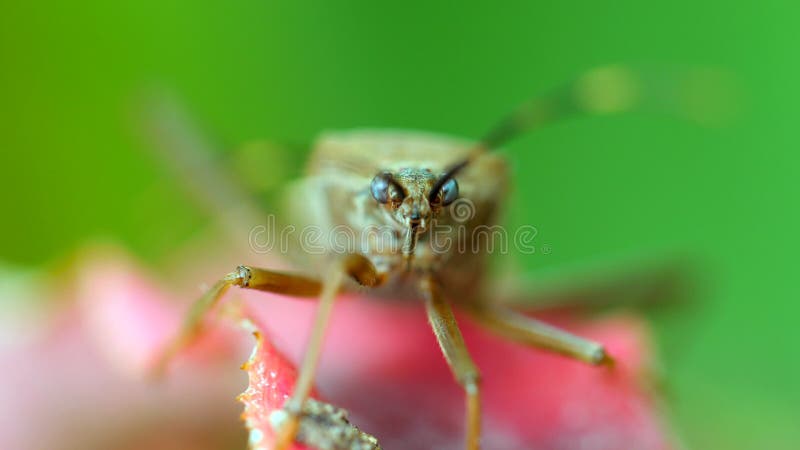 Squash Bug Insect Sitting on Blade of Green Grass. Close-up Shot Stock ...