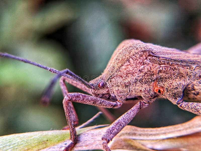 Squash Bugs that Perch on Leaves Stock Photo - Image of animal, food ...