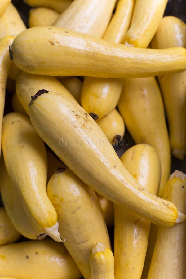 Squash stock photo. Image of ingredient, ripe, healthy - 33422002