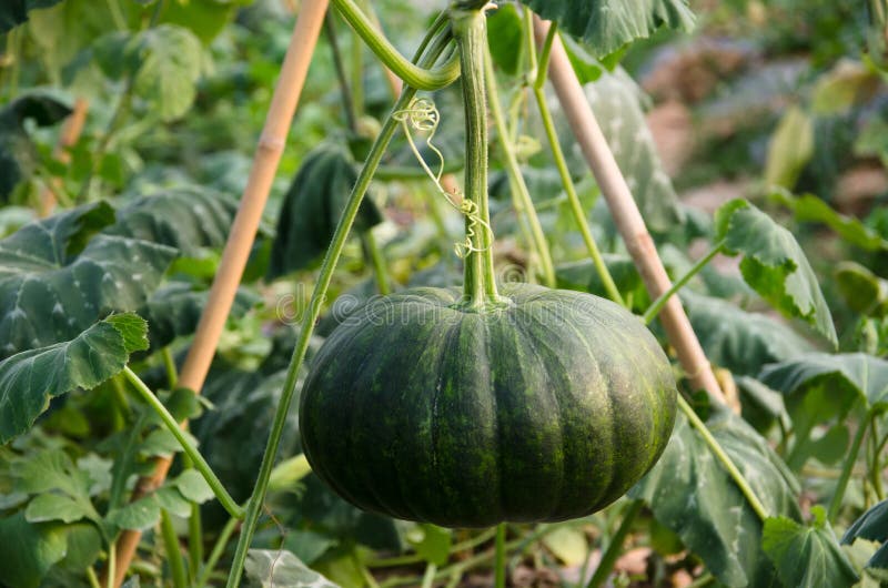 Squash Crop in Fruiting Stage Stock Image - Image of yield, flowering ...