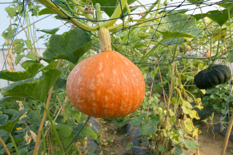 Squash crop stock photo. Image of veggie, crop, vegetable - 52679582