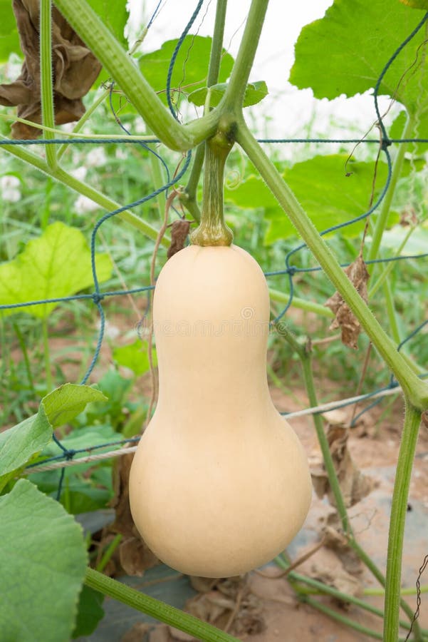Squash Crop in Fruiting Stage Stock Photo - Image of cultivation ...