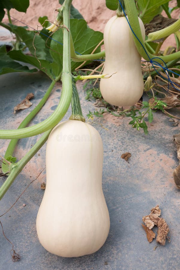 Squash Crop in Fruiting Stage Stock Photo - Image of cultivation ...