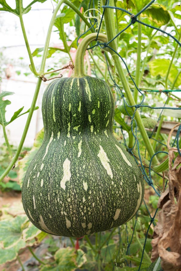 Squash Crop in Fruiting Stage Stock Image - Image of yield, flowering ...