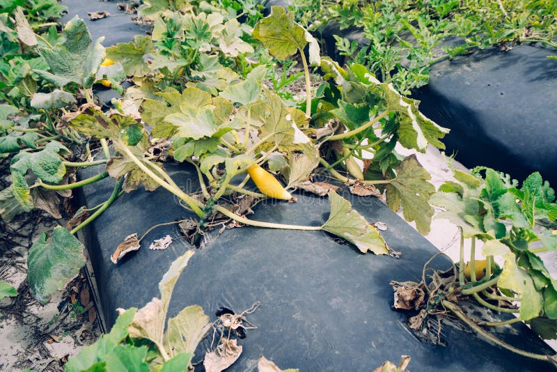 Squash Farm in Florida in Winter Stock Image - Image of farm, allotment ...