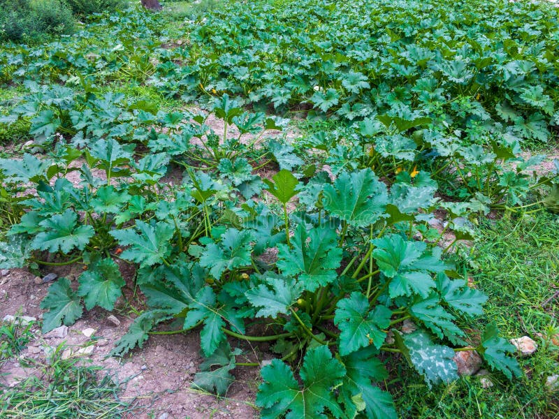 Squash Farming stock photo. Image of pollination, vegetable - 1455266