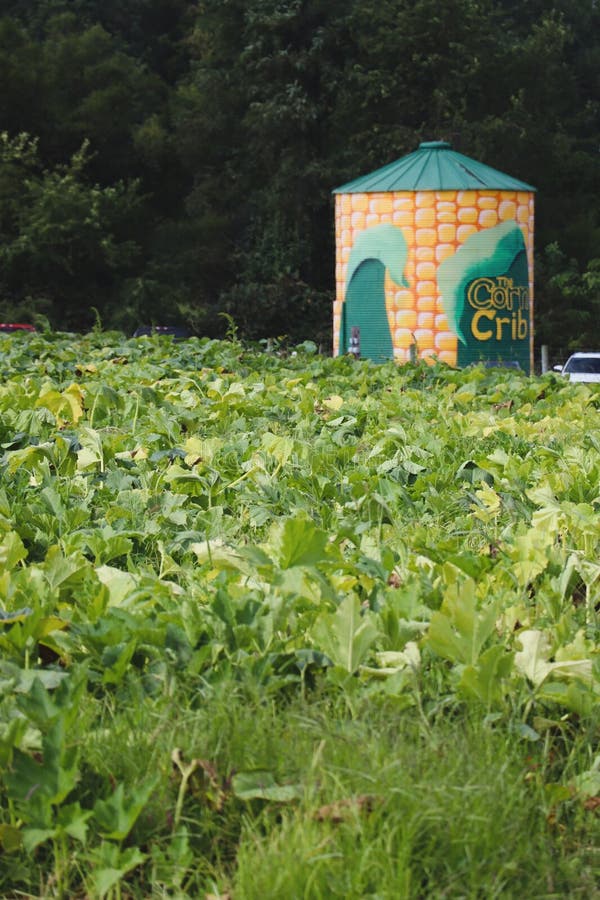 Squash Field in Front of Corn Silo and Trees Stock Image - Image of ...