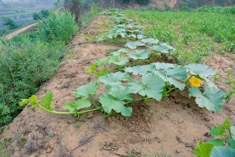 Squash field stock image. Image of cushaw, soil, squash - 190291615