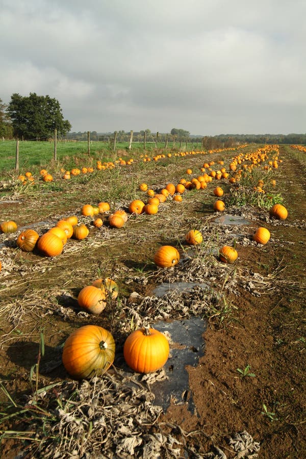 Squash field stock image. Image of orange, farm, farming - 35386979