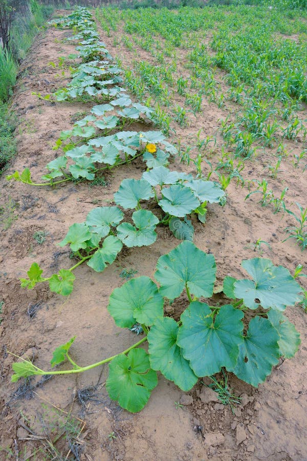 Squash field stock image. Image of cushaw, soil, squash - 190291615