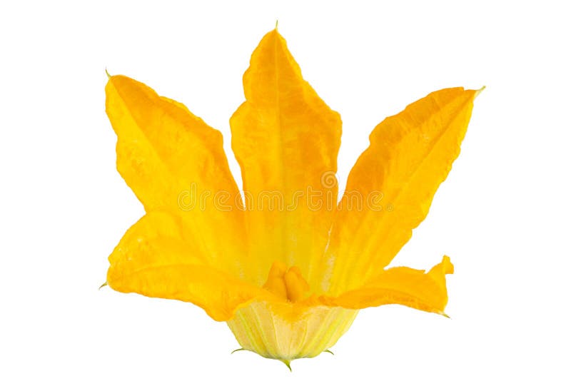 Squash flower head stock photo. Image of natural, delicious - 197751022