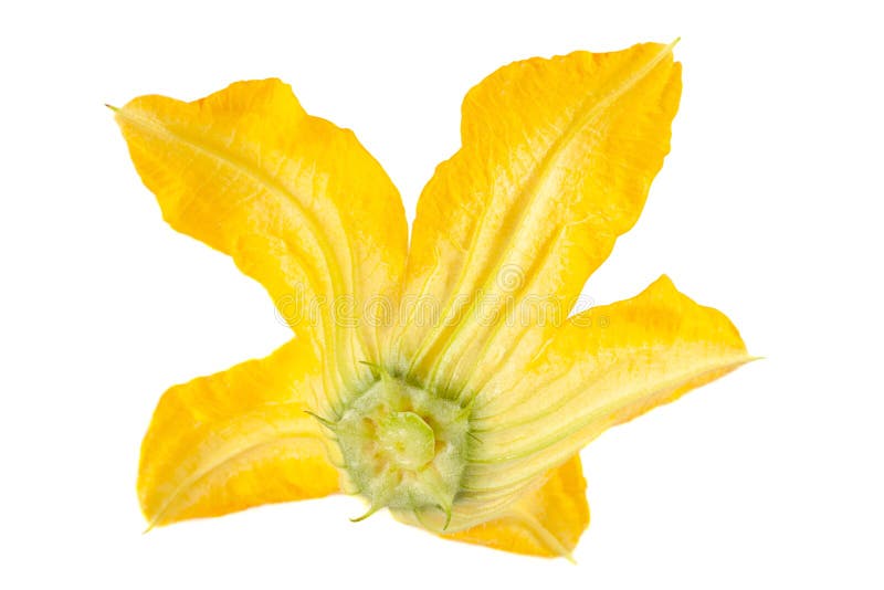 Squash flower head stock image. Image of white, natural - 197751519