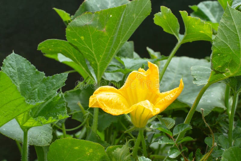 Squash Flower in a Squash Plant with Green Leaves Stock Image - Image ...