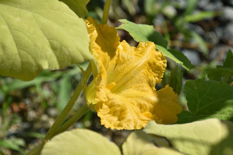 Squash Flower in a Vegetable Garden in the Summer Stock Image - Image ...