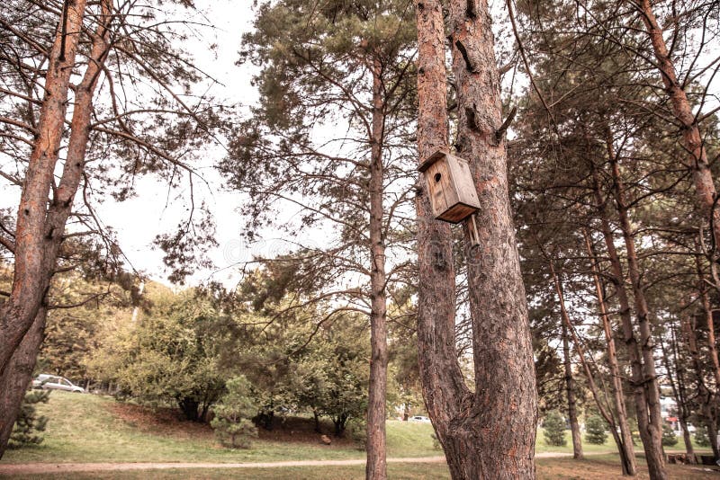 A Squash in the Forest on a Tree. Bird House on a Pine Tree in the Park ...