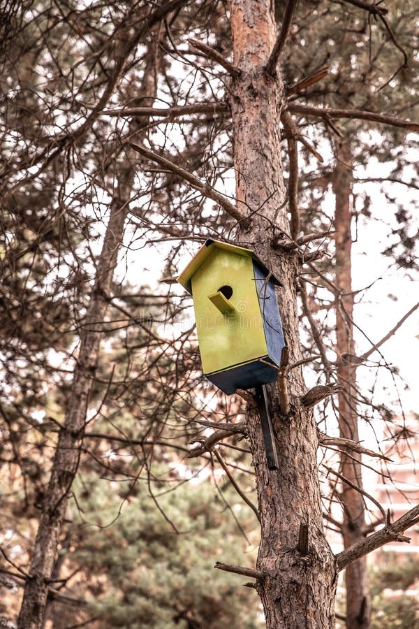 A Squash in the Forest on a Tree. Bird House on a Pine Tree in the Park ...