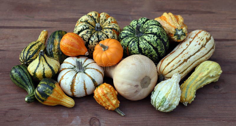 Squash gourd stock photo. Image of mini, holiday, thanksgiving - 108184084