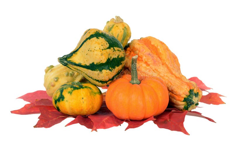 Squash gourd stock photo. Image of agriculture, still - 108184366