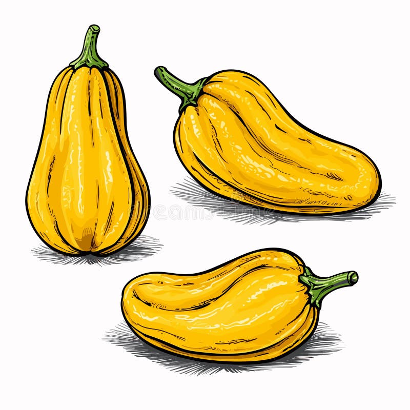Squash Hand-drawn Illustration. Squash. Vector Doodle Style Cartoon ...