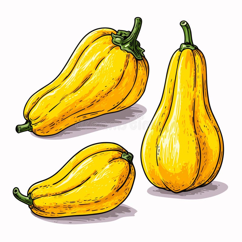Squash Hand-drawn Illustration. Squash. Vector Doodle Style Cartoon ...
