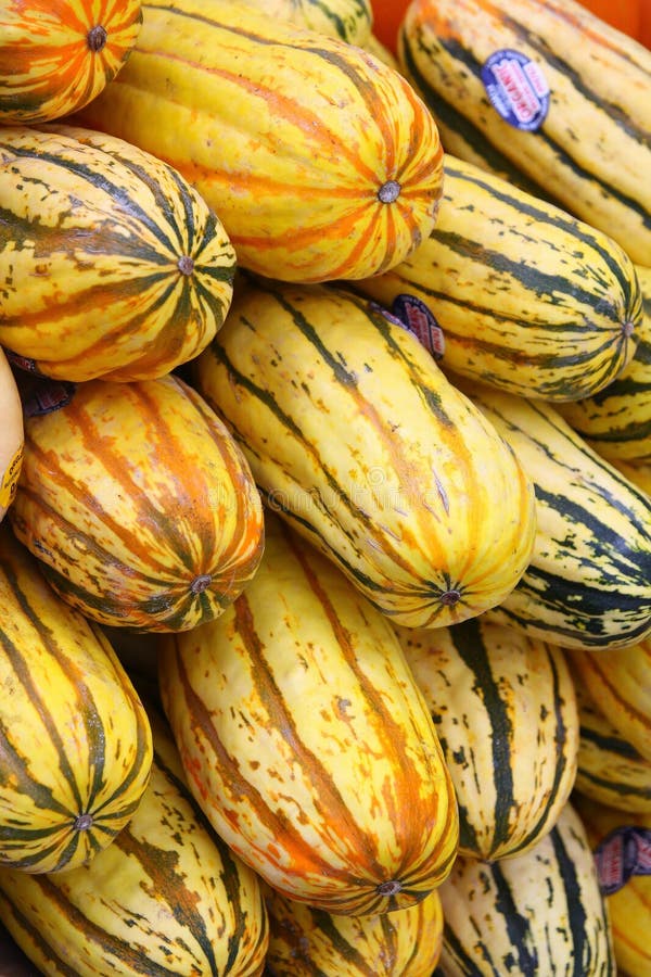 Squash stock photo. Image of carrot, fresh, harvest, group - 84825306