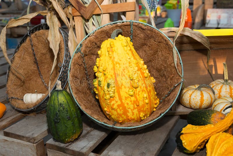 Squash stock photo. Image of vegetable, orange, gourd - 47787844