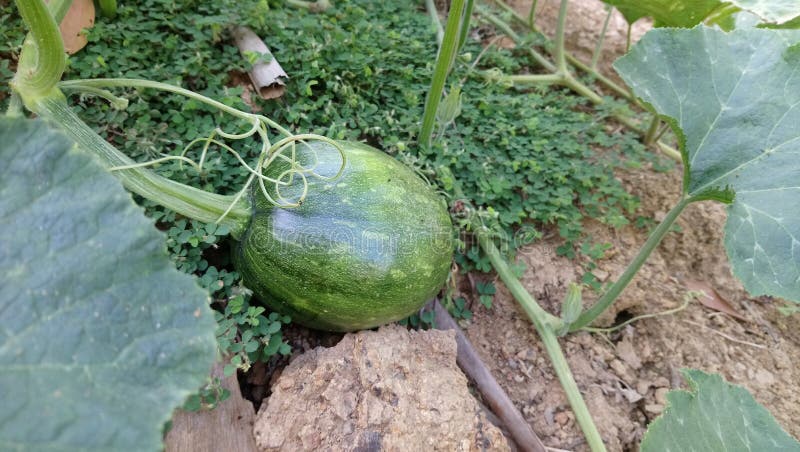 Squash stock image. Image of kalabasa, vegetables, squash - 159584653
