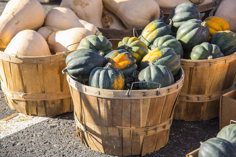 Squash 4 stock photo. Image of farmers, squash, diet - 78630634