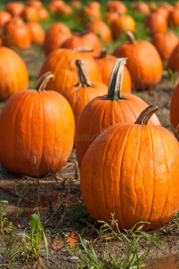 Squash Patch stock photo. Image of garden, vegetable - 30601788