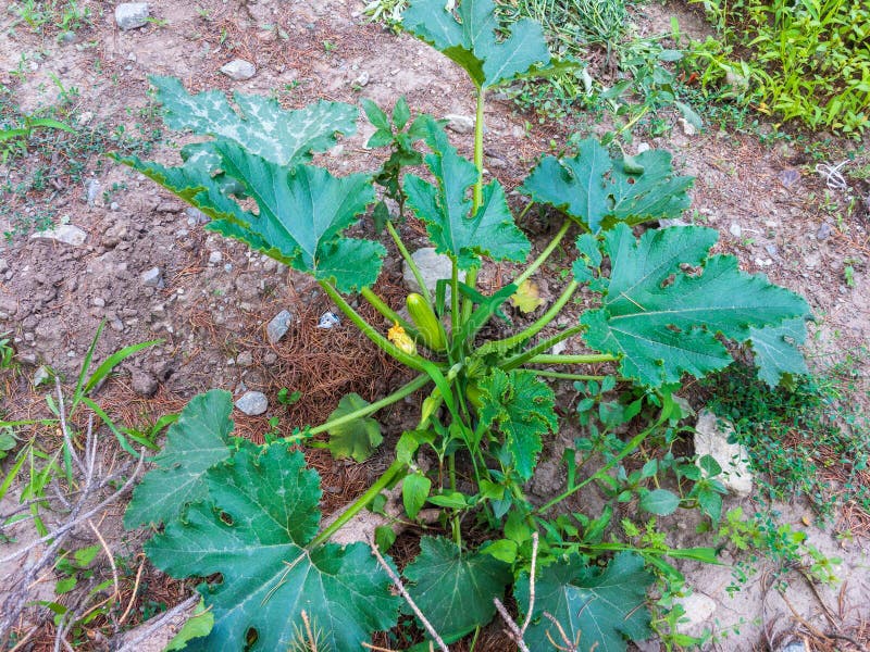 Squash Plant with Flower Closeup View Stock Image - Image of vegetarian ...