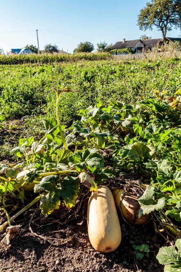 A Squash Plant is Growing in a Field Stock Image - Image of strawberry ...